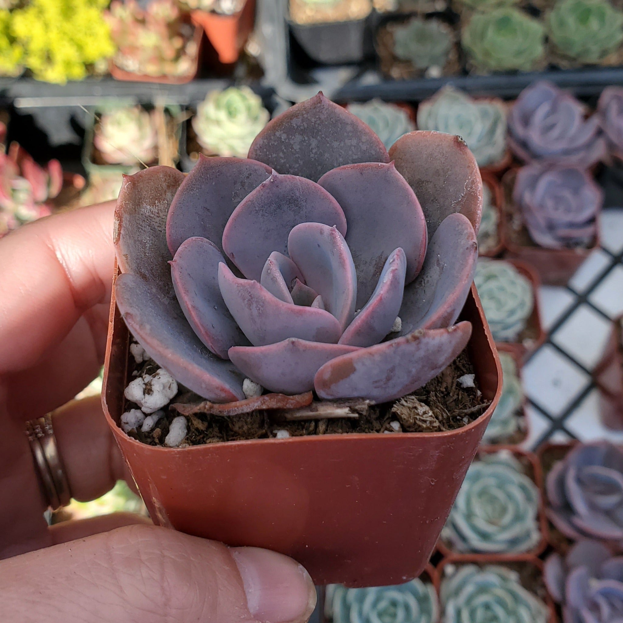 Echeveria 'Dusty Rose' | Rooted in Paradise Succulent Studio – Rooted in Paradise Succulent Studio