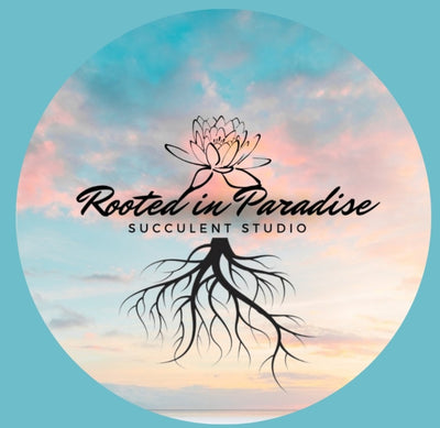 Callisia repens 'Pink Lady' | Rooted in Paradise Succulent Studio ...