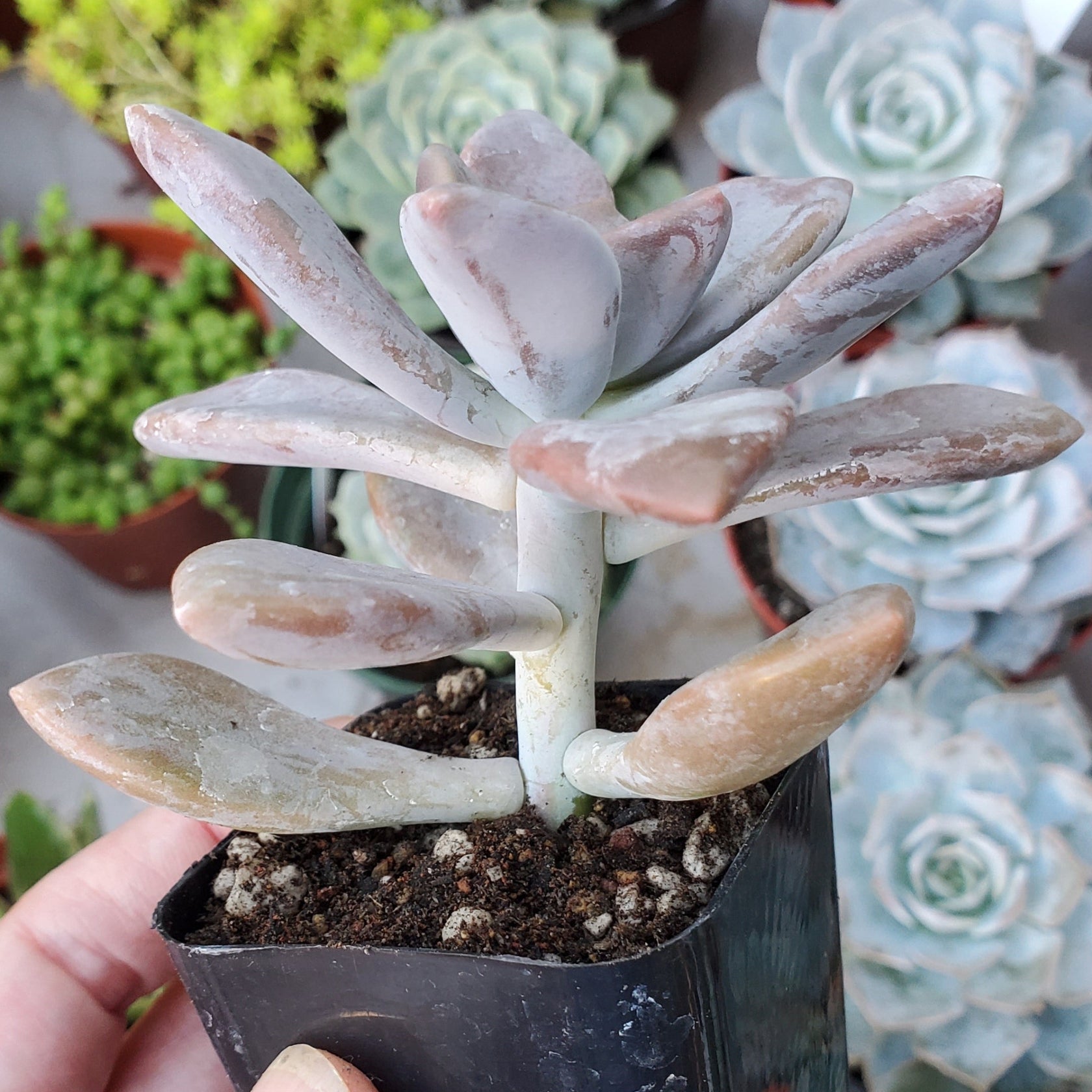 Graptopetalum 'Purple Delight' | Rooted in Paradise Succulent Studio ...