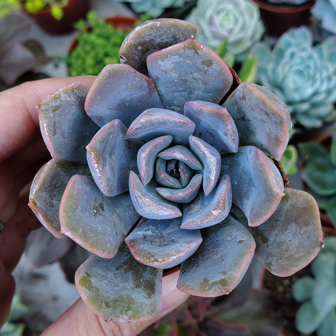 Echeveria 'Orion' | Rooted in Paradise Succulent Studio – Rooted in ...