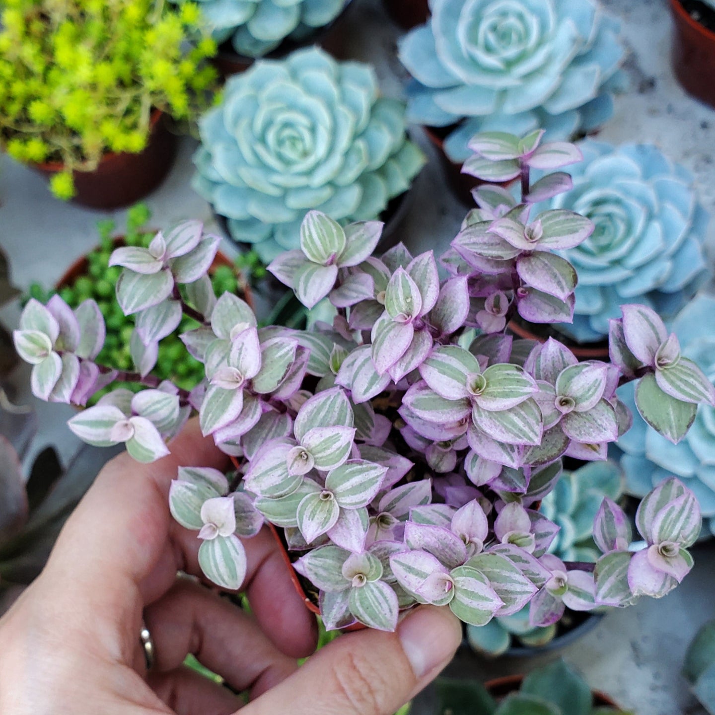 Callisia repens 'Pink Lady' | Rooted in Paradise Succulent Studio ...