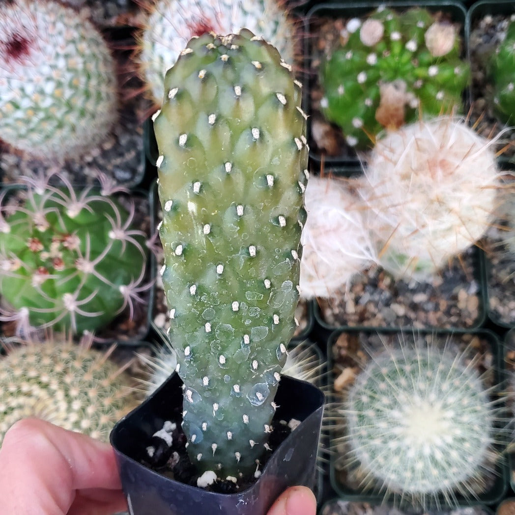 Consolea rubescens 'Roadkill Cactus' | Rooted in Paradise Succulent ...