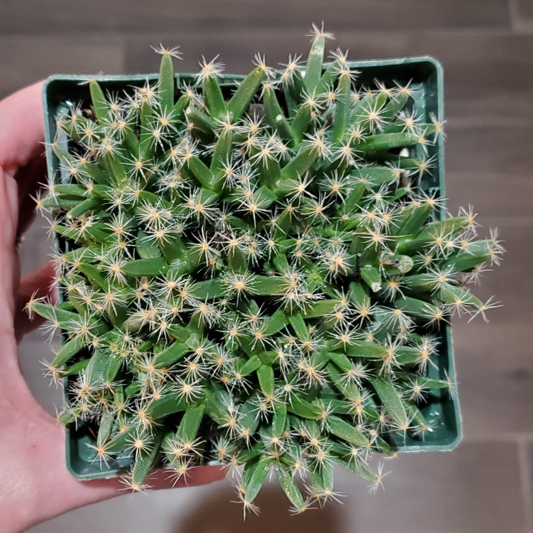 Trichodiadema densum 'Mini Desert Rose' | Rooted in Paradise Succulent ...