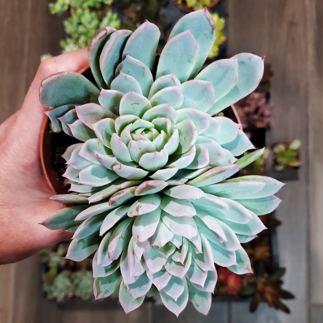 Echeveria 'Violet Queen' | Rooted in Paradise Succulent Studio – Rooted ...