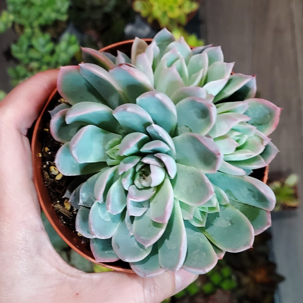 Echeveria 'Violet Queen' | Rooted in Paradise Succulent Studio – Rooted ...