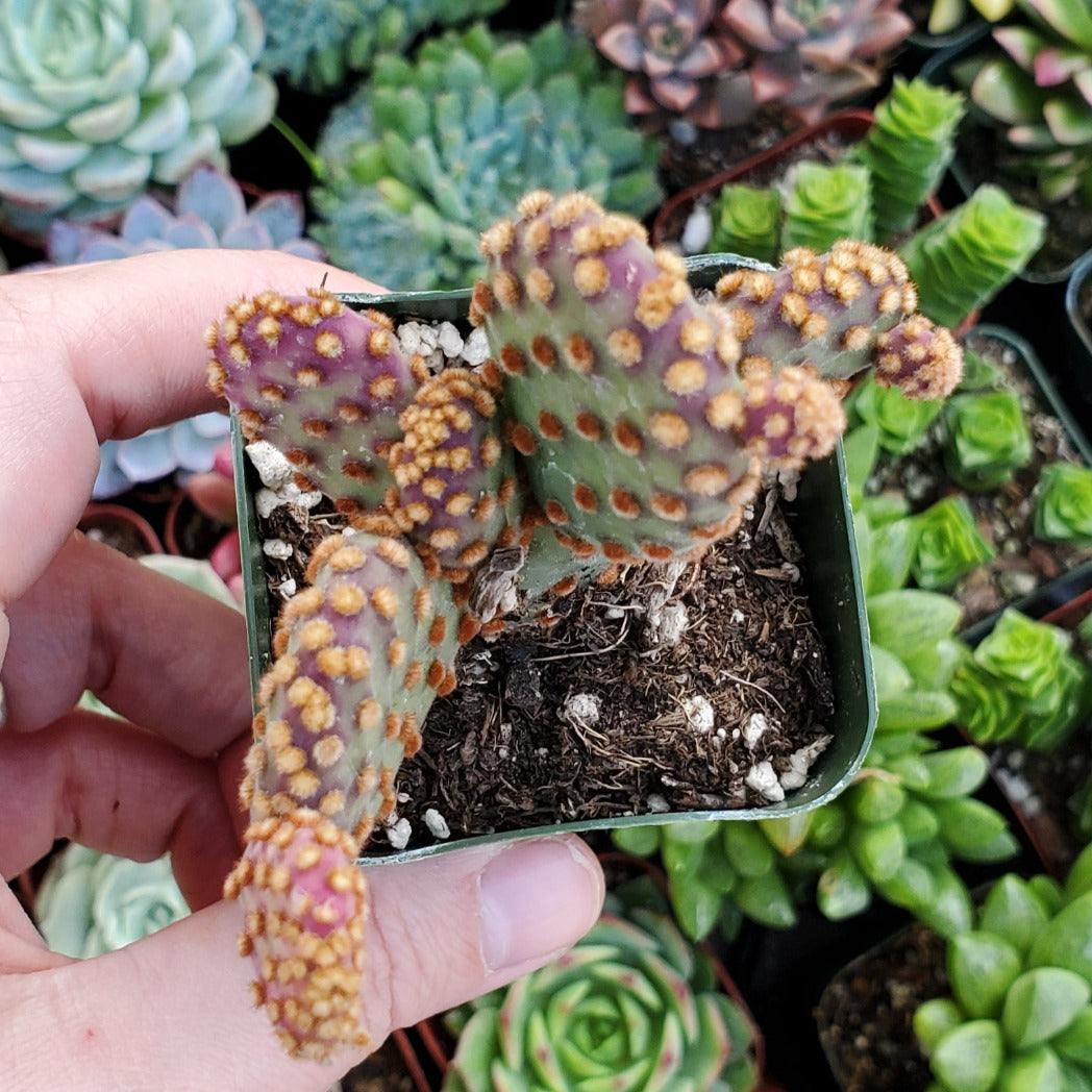 Opuntia rufida minima 'Mini Cinnamon Cactus' | Rooted in Paradise ...
