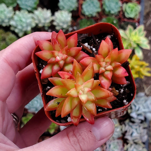 Sedum adolphii ‘Shooting Stars’ | Rooted in Paradise Succulent Studio ...