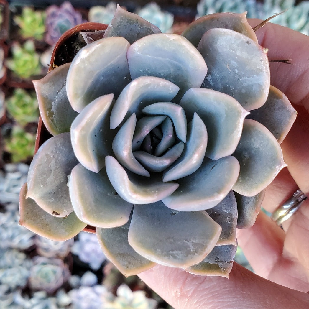 Echeveria 'Orion' | Rooted in Paradise Succulent Studio – Rooted in ...