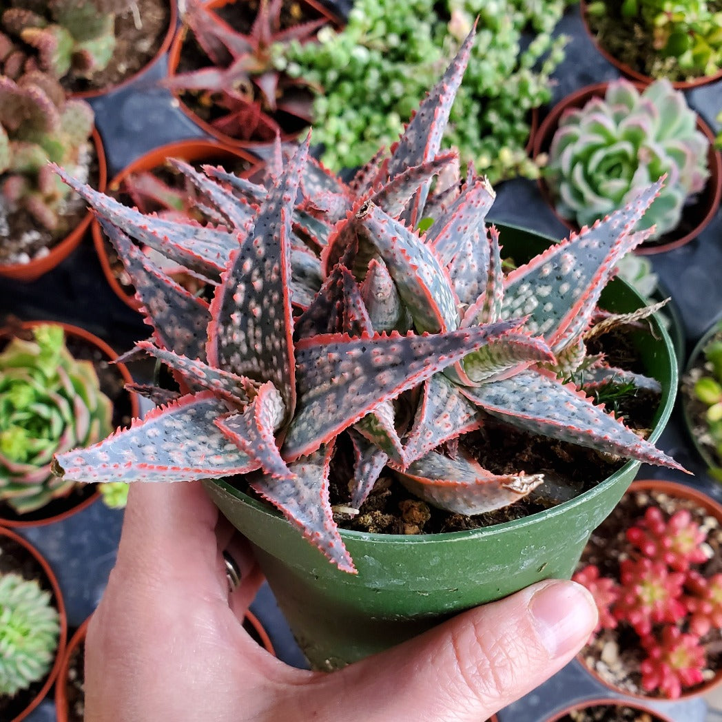 Aloe 'Purple Haze' | Rooted in Paradise Succulent Studio – Rooted in ...