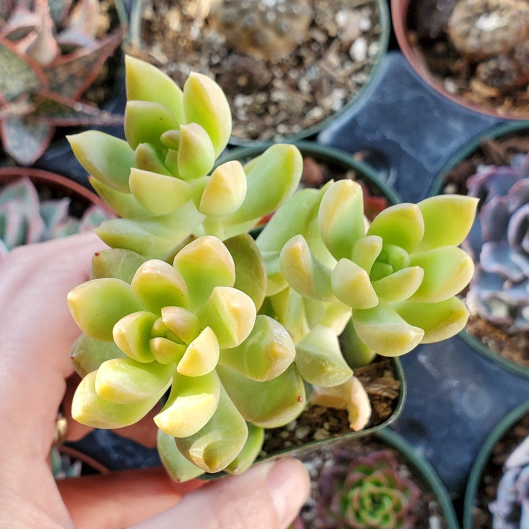 Sedum adolphi 'Golden Glow' | Rooted in Paradise Succulent Studio ...