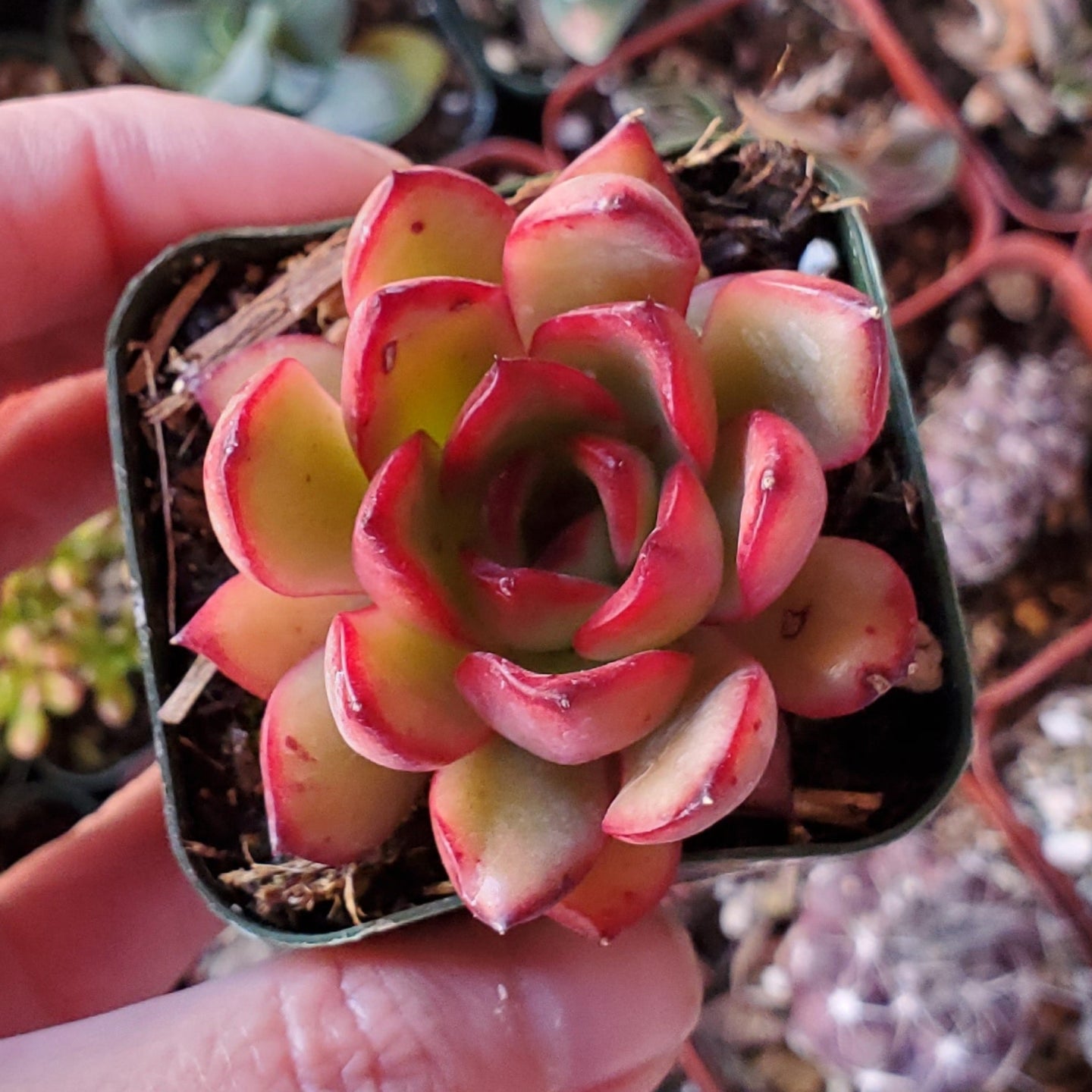Echeveria 'Puli-lindsayana' | Rooted in Paradise Succulent Studio – Rooted in Paradise Succulent ...