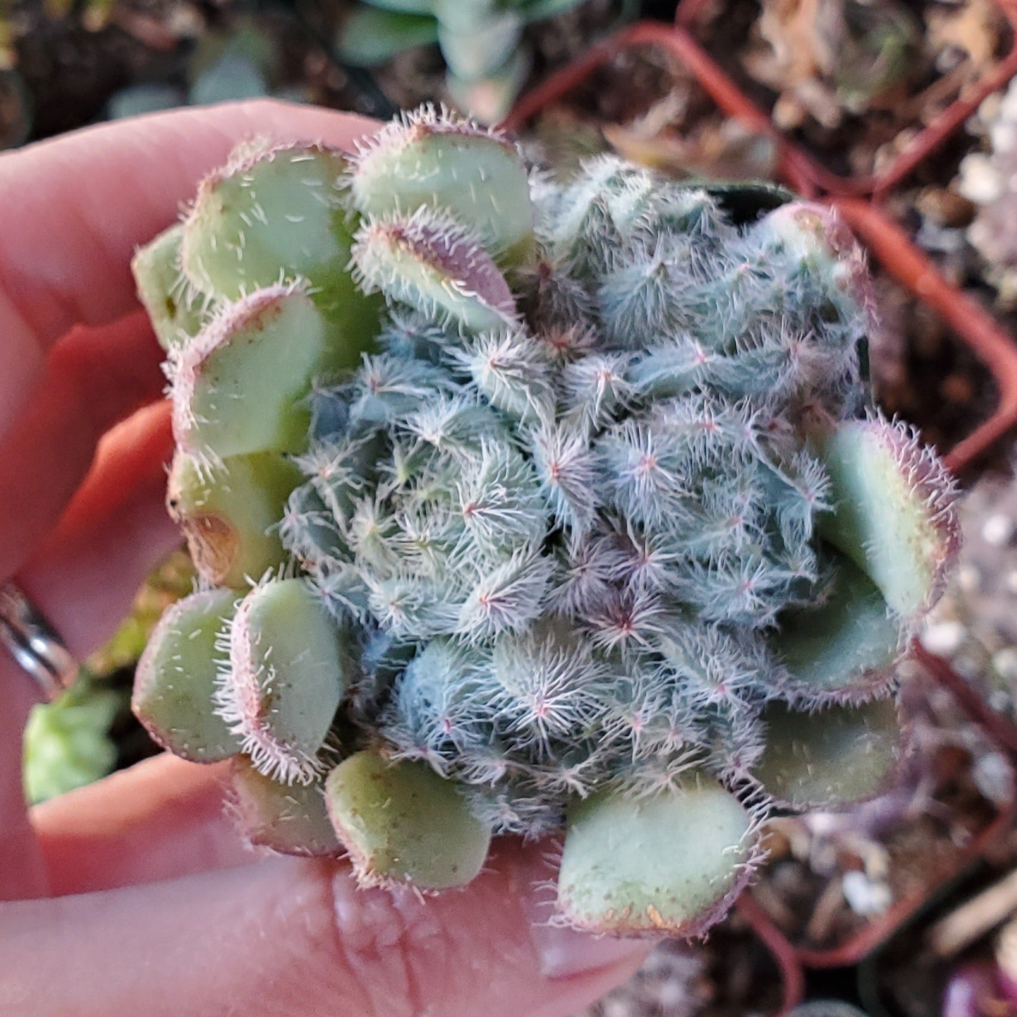 Echeveria setosa 'Mexican Firecracker' | Rooted in Paradise Succulent ...