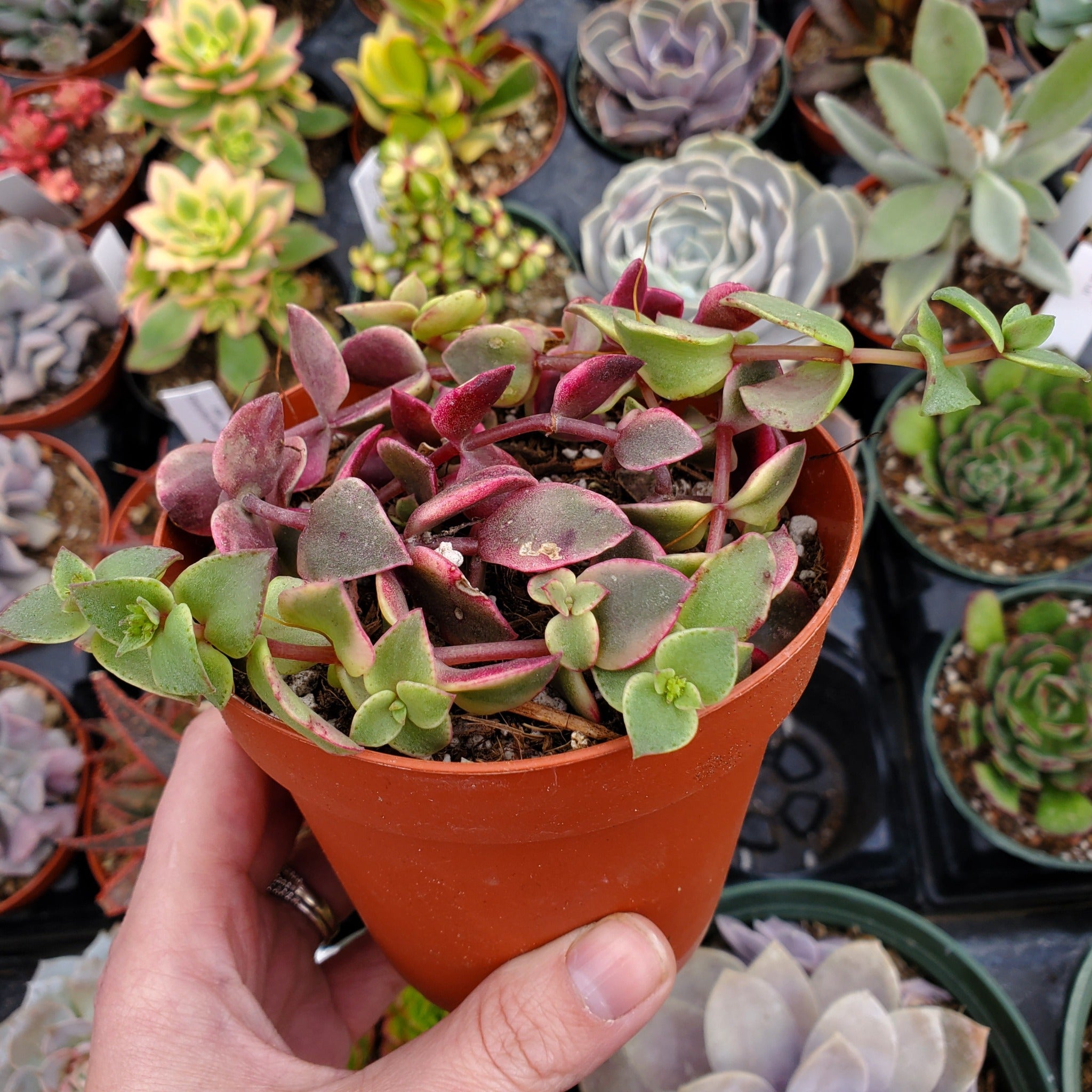 Crassula pellucida ssp. marginalis f. rubra 'Calico Kitten' | Rooted in ...