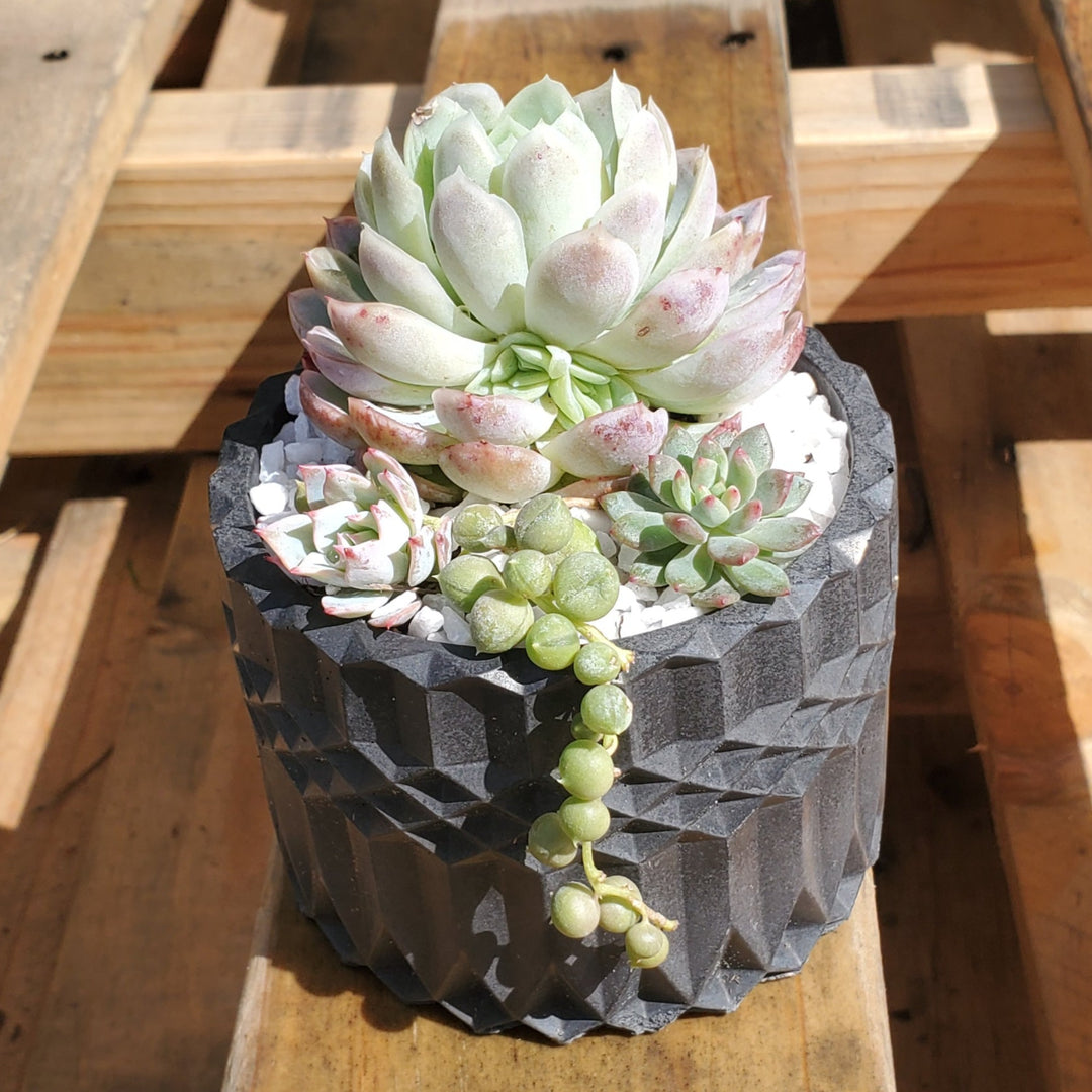 Mandala Planter Arrangements | Rooted in Paradise Succulent Studio ...