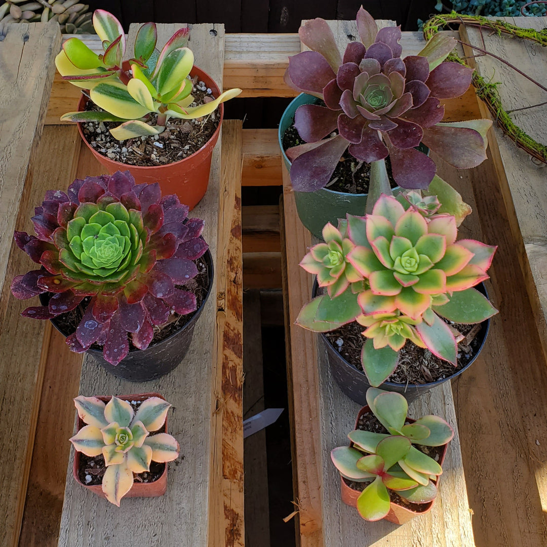 Royal Ruby Succulent Bundle | Rooted in Paradise Succulent Studio ...