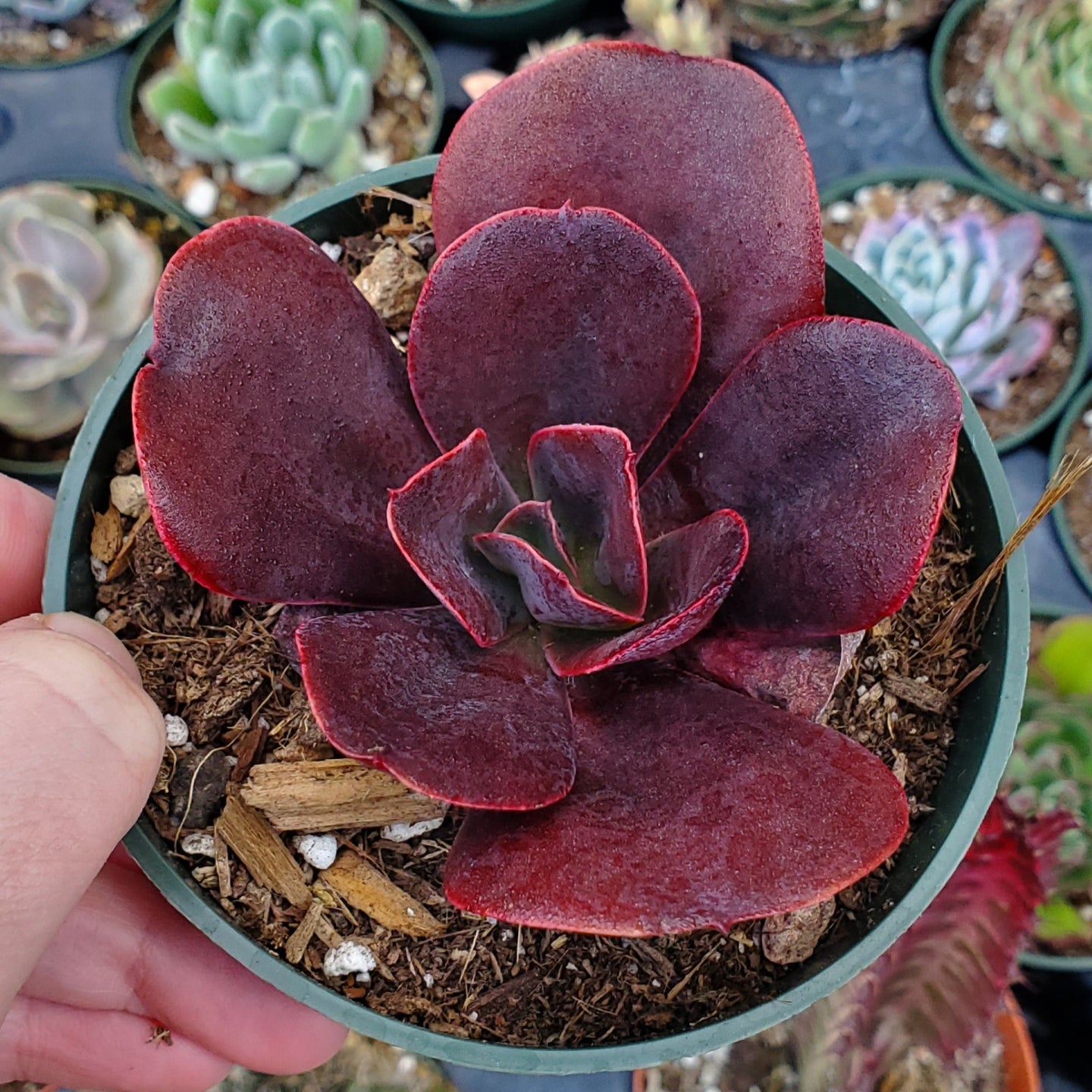 Echeveria 'Mahogany Rose' | Rooted in Paradise Succulent Studio ...